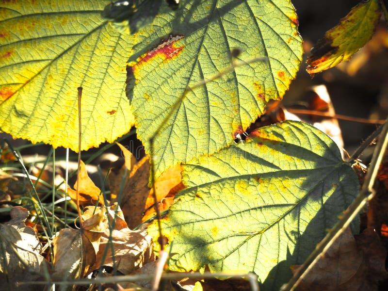 Green fallen leaf stock photo. Image of overcast, leave - 135116624