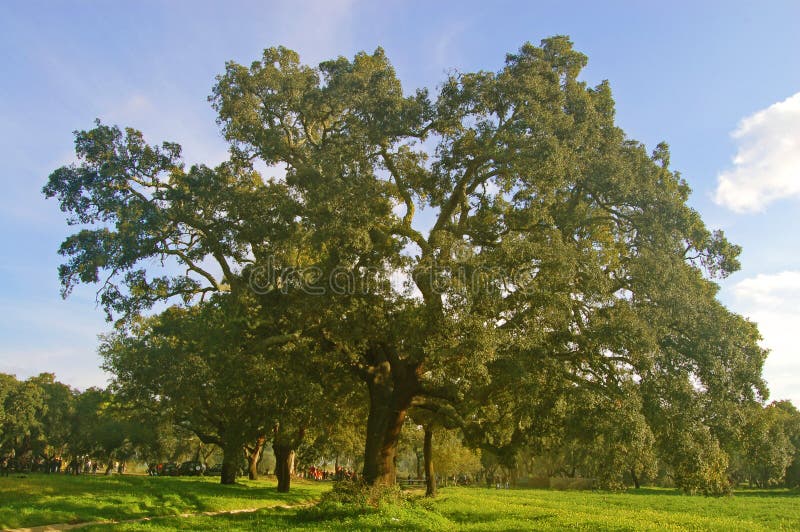 Green farm stock photo. Image of field, amazing, beauty - 1902294