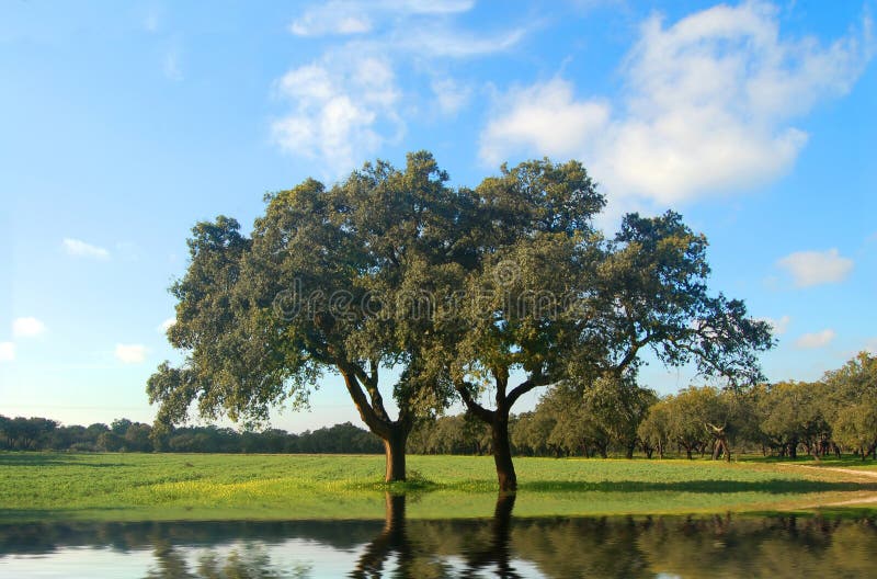 Green farm stock photo. Image of field, amazing, beauty - 1902294