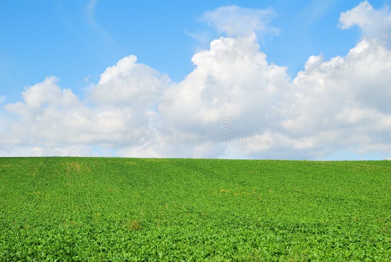 Green farm field landscape stock image. Image of beet - 44122701
