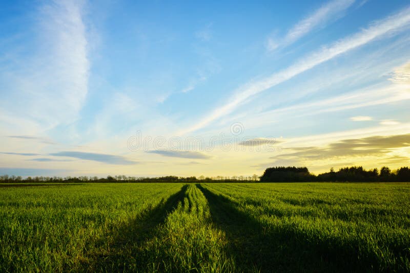 Green Farm Field in Spring, Taken at Sunset Stock Photo - Image of ...