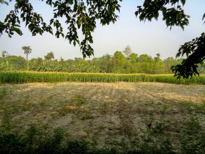 Green Farm Field, Trees And Blue Sky Stock Image - Image of natural ...