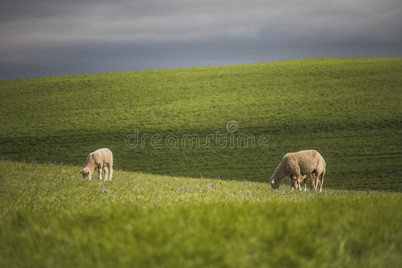 Green Farm Fields with Sheep Grazing. Stock Image - Image of lamb ...