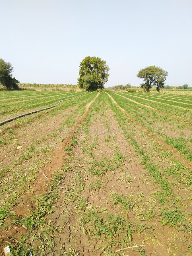 A green farm with grass stock photo. Image of plain - 195982478