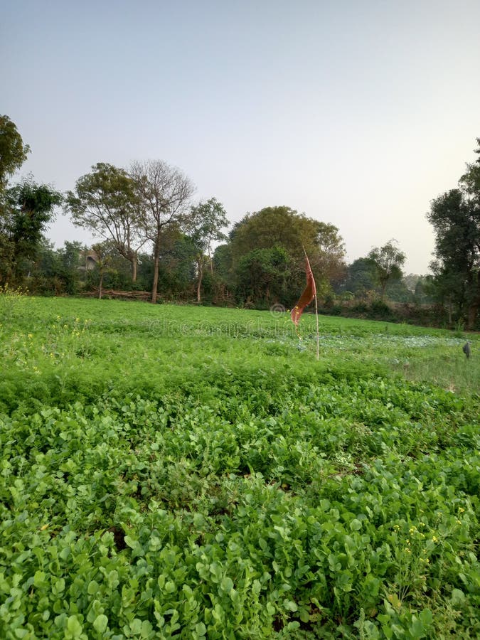 Green farm image stock image. Image of vegetation, nature - 237089641