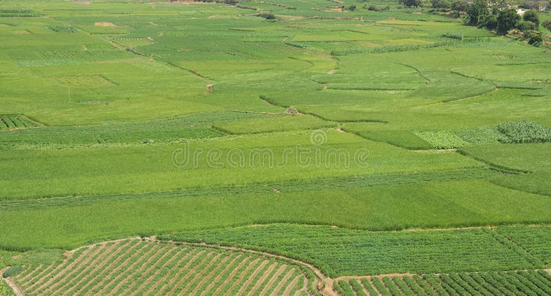 Green farm land stock image. Image of asian, food, land - 32610799