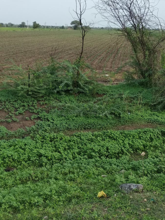 Green farm in monsoon stock image. Image of india, farm - 152920035