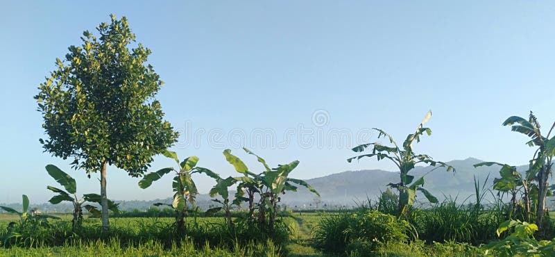 Green farm rice padi stock photo. Image of tree, farm - 252000208