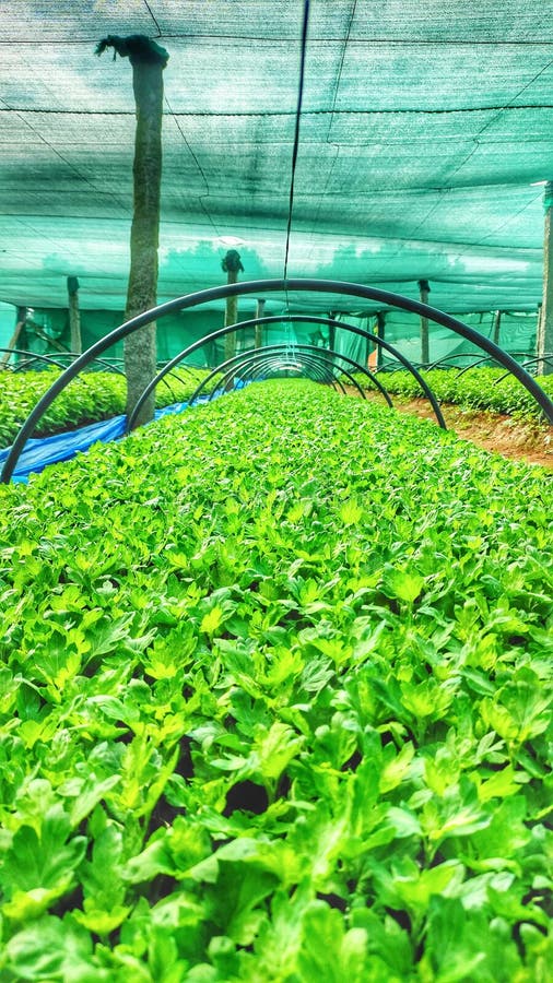 Green farm save world stock photo. Image of green, save - 222477248