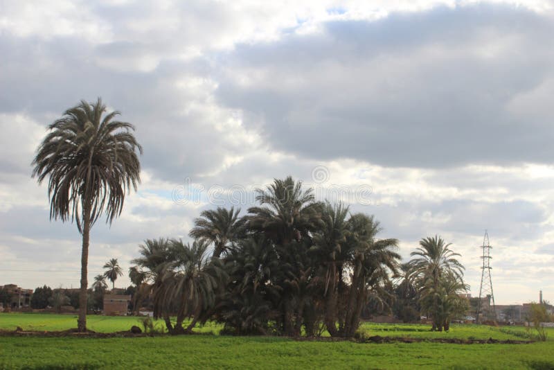 164 Minya Egypt Stock Photos - Free & Royalty-Free Stock Photos from ...