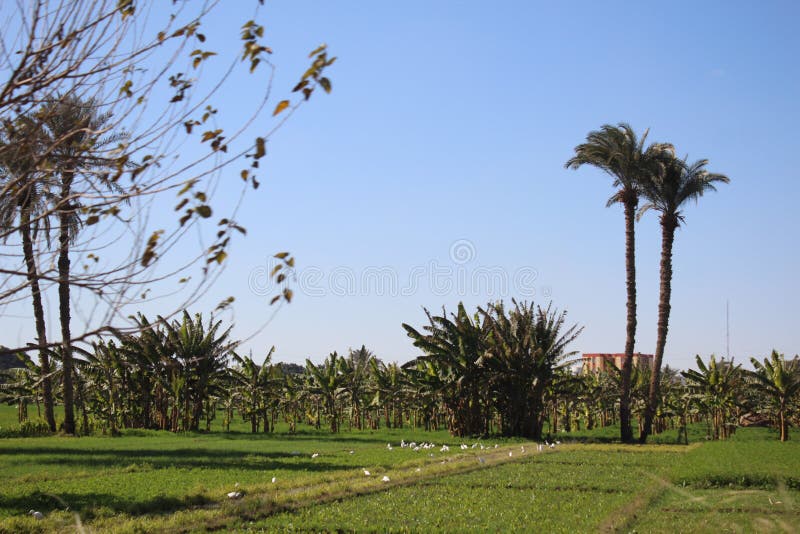 665 Minya Stock Photos - Free & Royalty-Free Stock Photos from Dreamstime