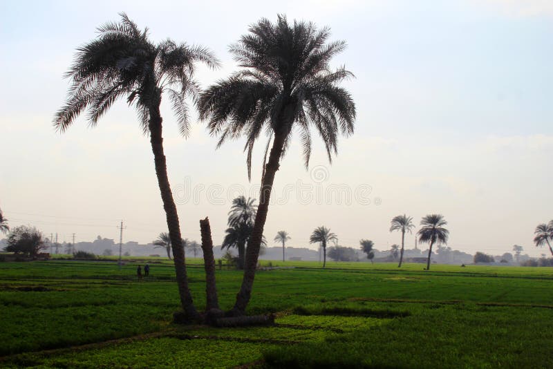 A Green Farm with Trees and Two Big Palms in the Middle of the Field ...
