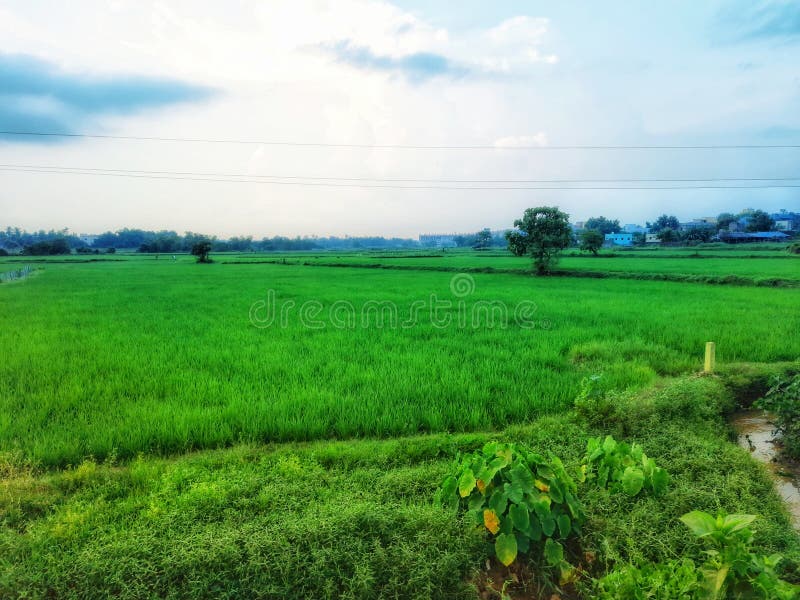 Green Farmland Rice Field with Blue Sky Cloud Stock Photo - Image of ...