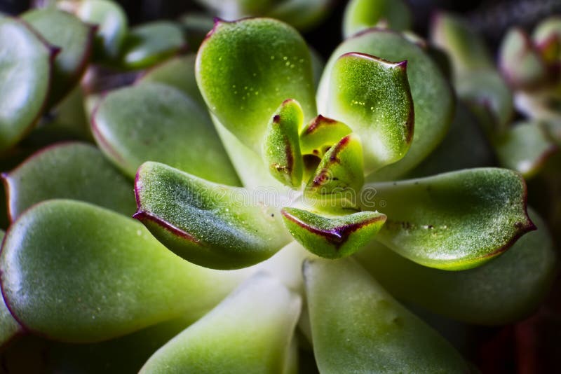 Green fat plant macro stock photo. Image of green, beauty - 134005068