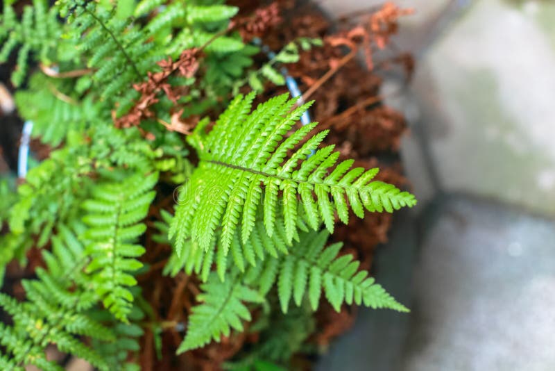 Fearn Leaf Close-up stock image. Image of close, horticuture - 122161961