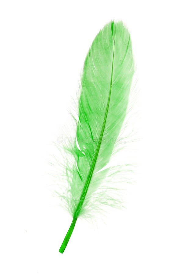 3,400+ Green feather Free Stock Photos - StockFreeImages