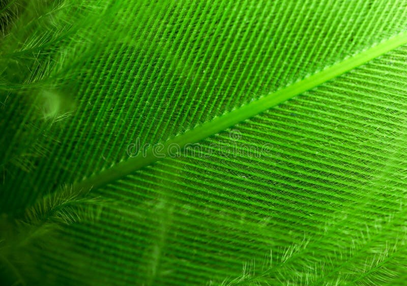 Green Feather As an Abstract Background Stock Photo - Image of pattern ...
