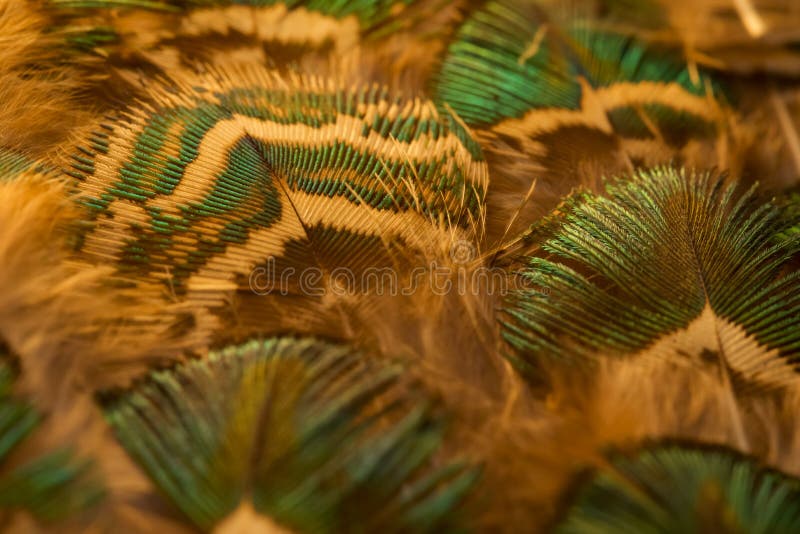 Green Feather. Green Feather Background Texture. Feather. Stock Photo ...