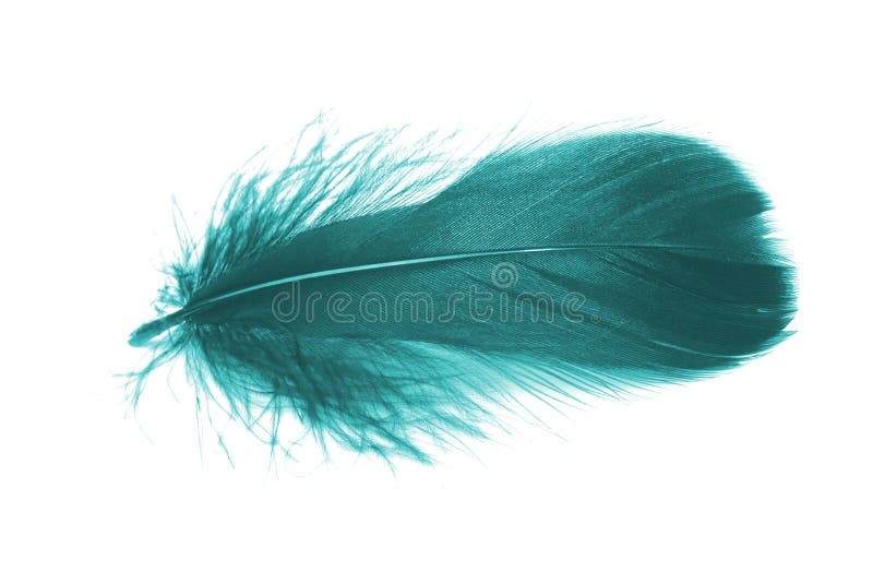 Green Feather Elegant Natural Isolated on the White Background Stock ...