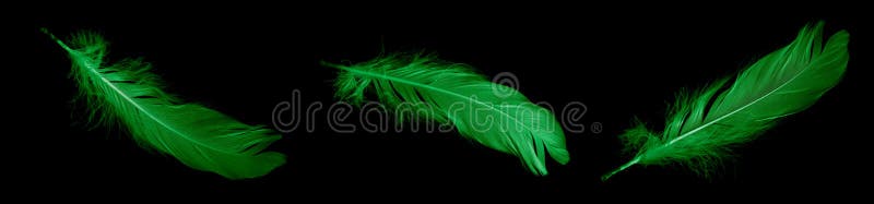 Green Feather Goose on a Black Isolated Background Stock Photo - Image ...