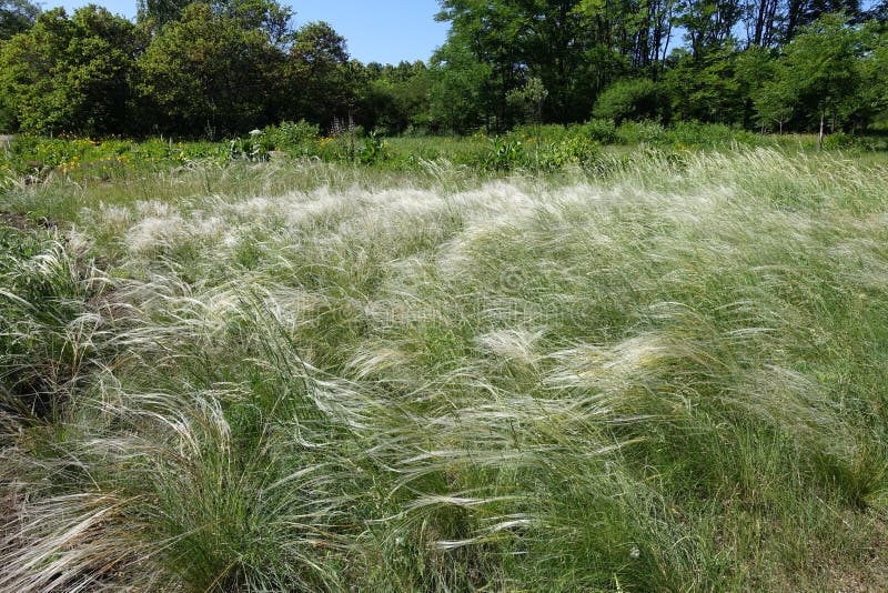 Green Feather Grass with Flowering Spikes Stock Image - Image of ...