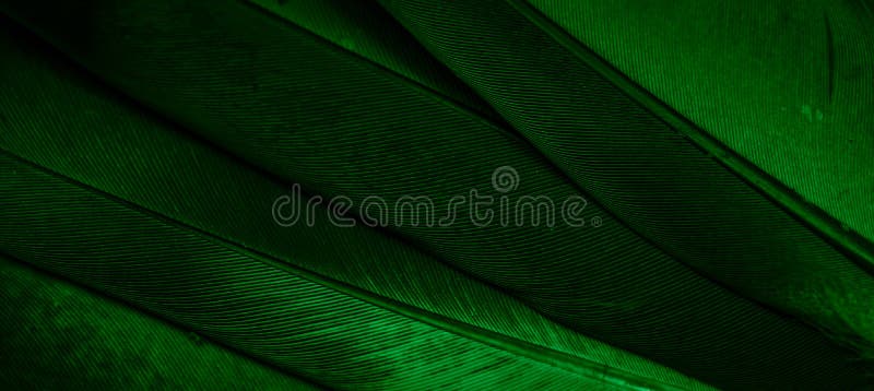 Green Feather Pigeon Macro Photo. Texture or Background Stock Image ...