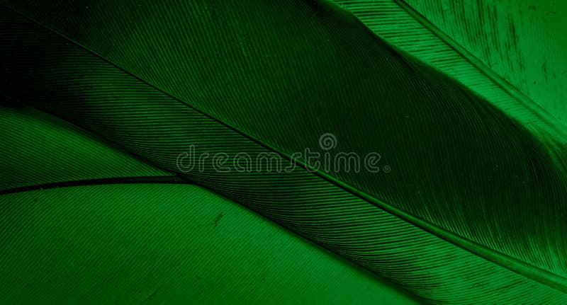Green Feather Pigeon Macro Photo. Texture or Background Stock Photo ...