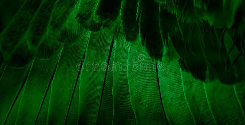 Green Feather Pigeon Macro Photo. Texture or Background Stock Image ...