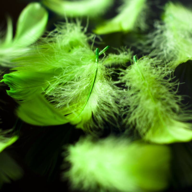 Green feathers stock photo. Image of colours, soft, black - 9482206