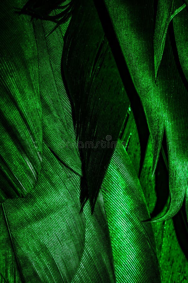 Green Feathers with Visible Texture Stock Image - Image of quill, soar ...