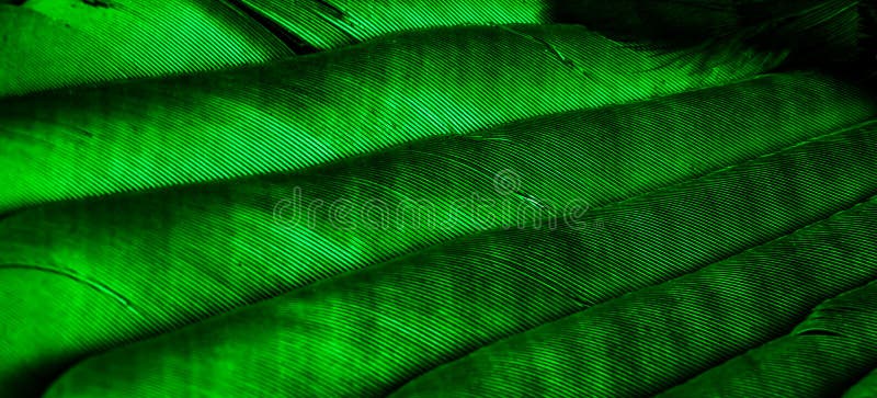 Green Feathers with Visible Texture Stock Photo - Image of animal, bird ...