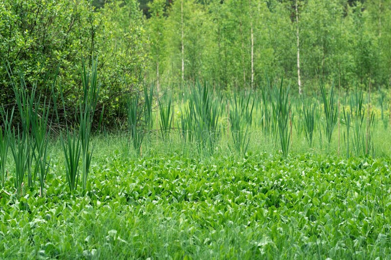 Bogbeans Stock Photos - Free & Royalty-Free Stock Photos from Dreamstime