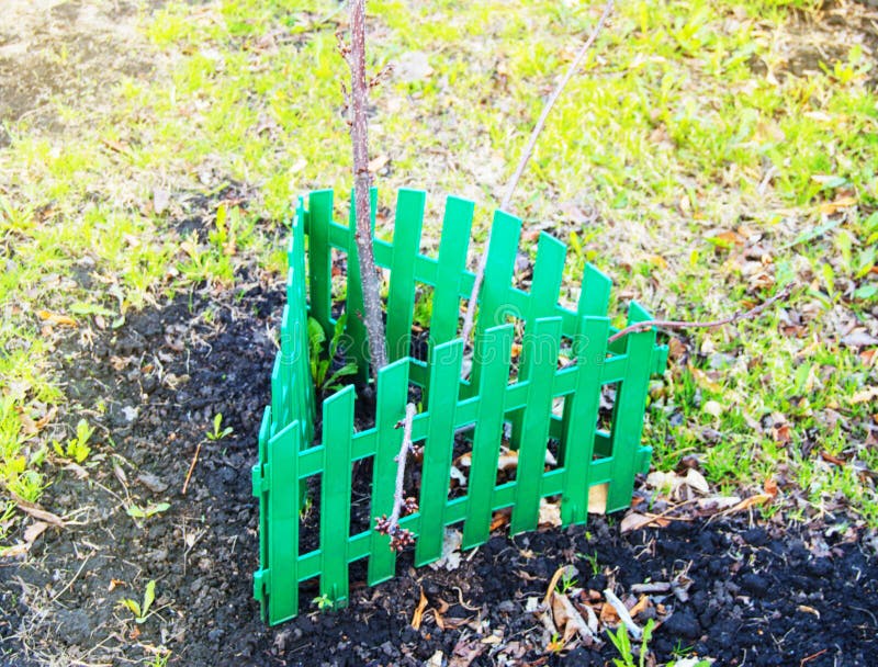 598 Tree Seedling Fence Stock Photos - Free & Royalty-Free Stock Photos ...