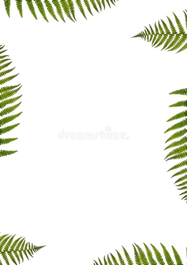 Fern. Abstract stock vector. Illustration of vector, plant - 93223215