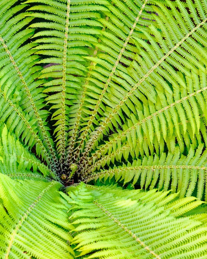 Green Fern As a Background. Fern Leaves Close Up Stock Image - Image of ...