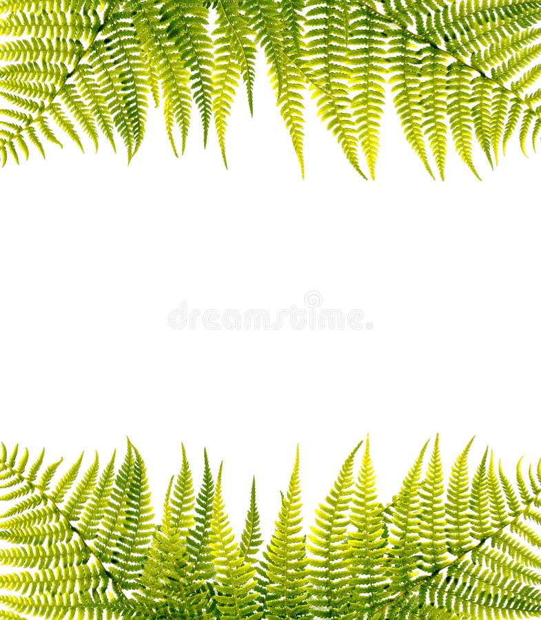 18+ Green fern border Free Stock Photos - StockFreeImages