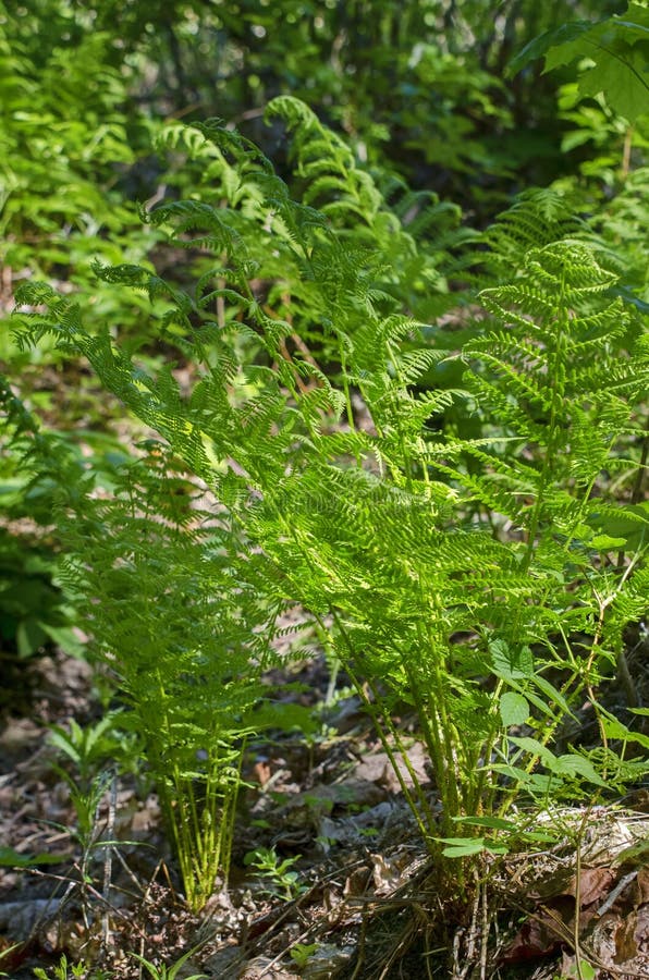 Fern Bush or Plant Growing Wild with Other Vegetation in the Forest ...