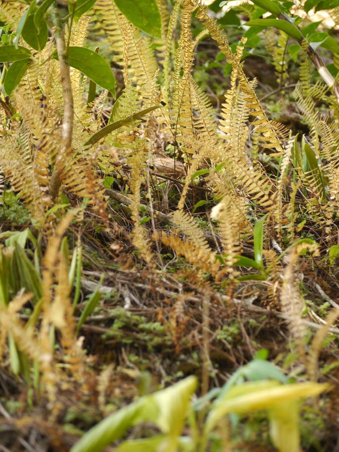 Clump of fern stock image. Image of jungle, biology, flora - 15376293
