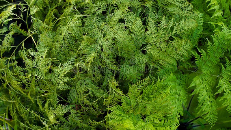 Fern Field stock photo. Image of beauty, fluffy, forecast - 8895266