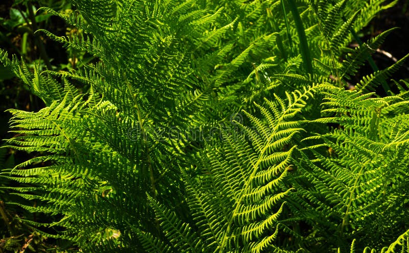Green fern in the forest stock image. Image of boston - 104502765