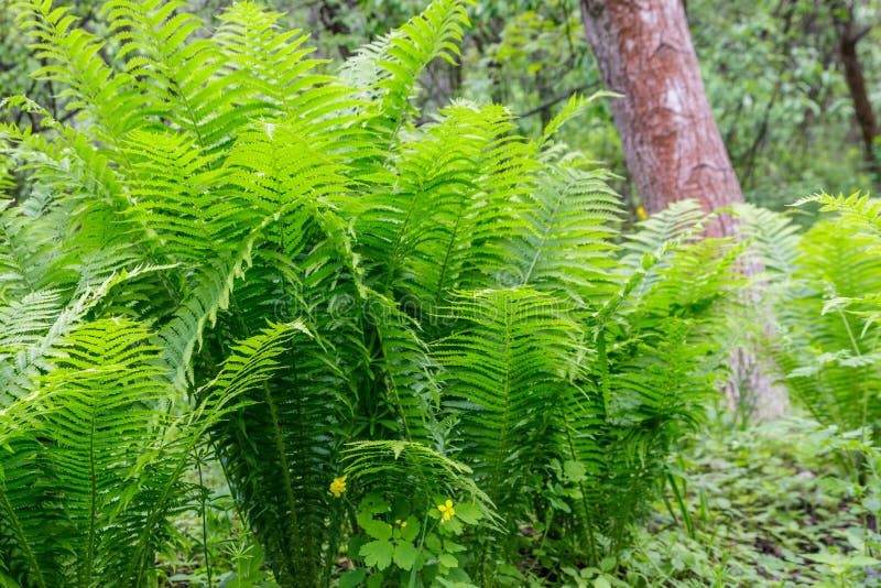 Green fern in forest stock image. Image of light, growth - 194184873