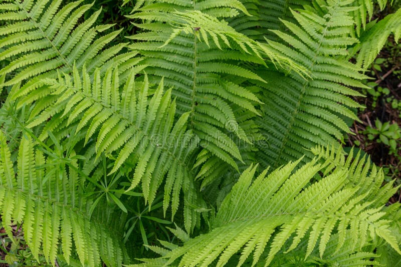 Green fern in forest stock photo. Image of brake, jungle - 236079276