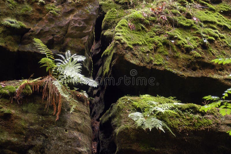 Green fern in the forest stock photo. Image of cover - 196942266