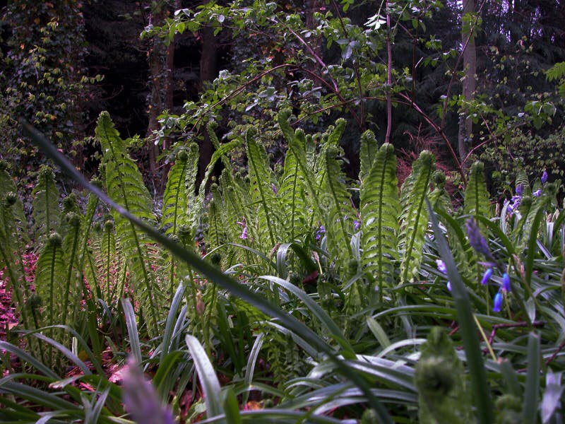 Green fern in the forest stock photo. Image of earth - 196942280
