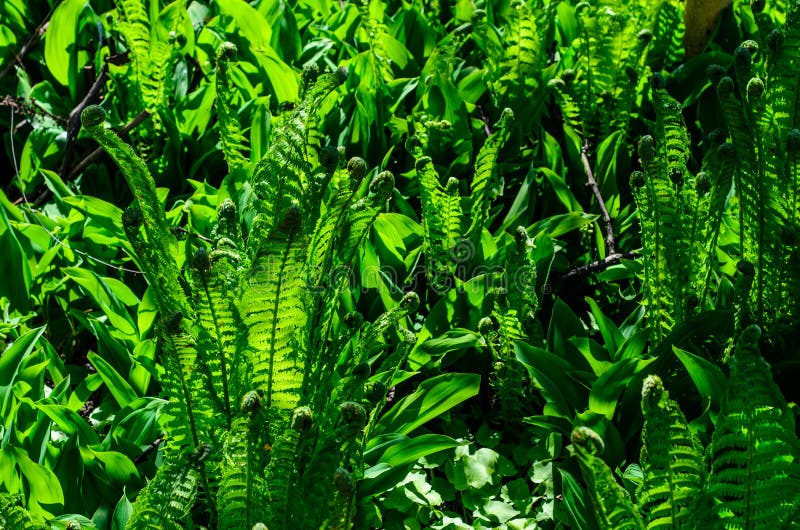 Green fern in a forest stock photo. Image of explore - 172683494