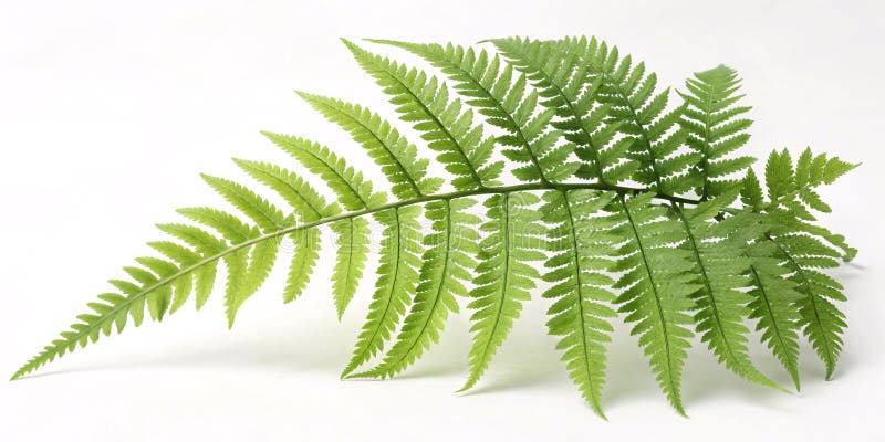 Green Fern Frond on a White Background Stock Illustration ...