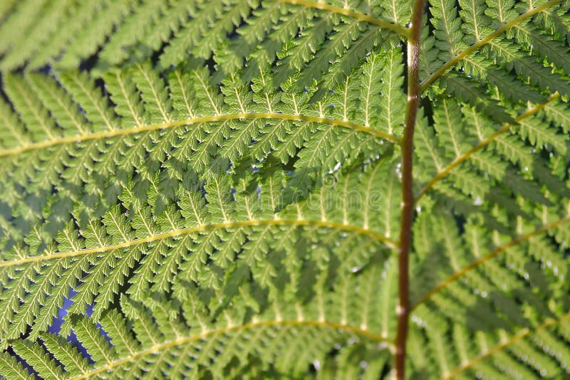 New Fern stock image. Image of leaf, fern, ferny, detail - 954231