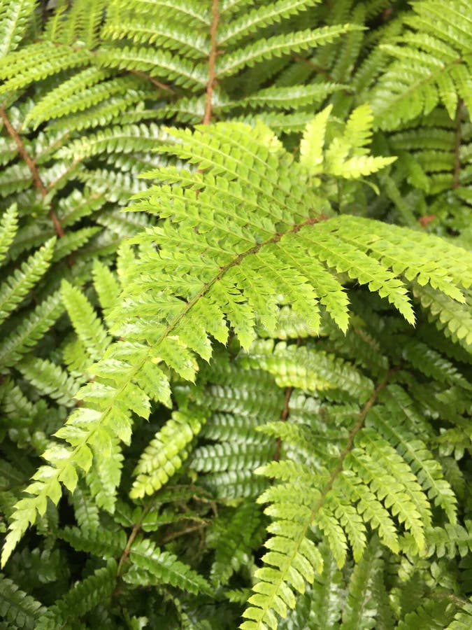 Green fern editorial photo. Image of light, fern, fronds - 72771211