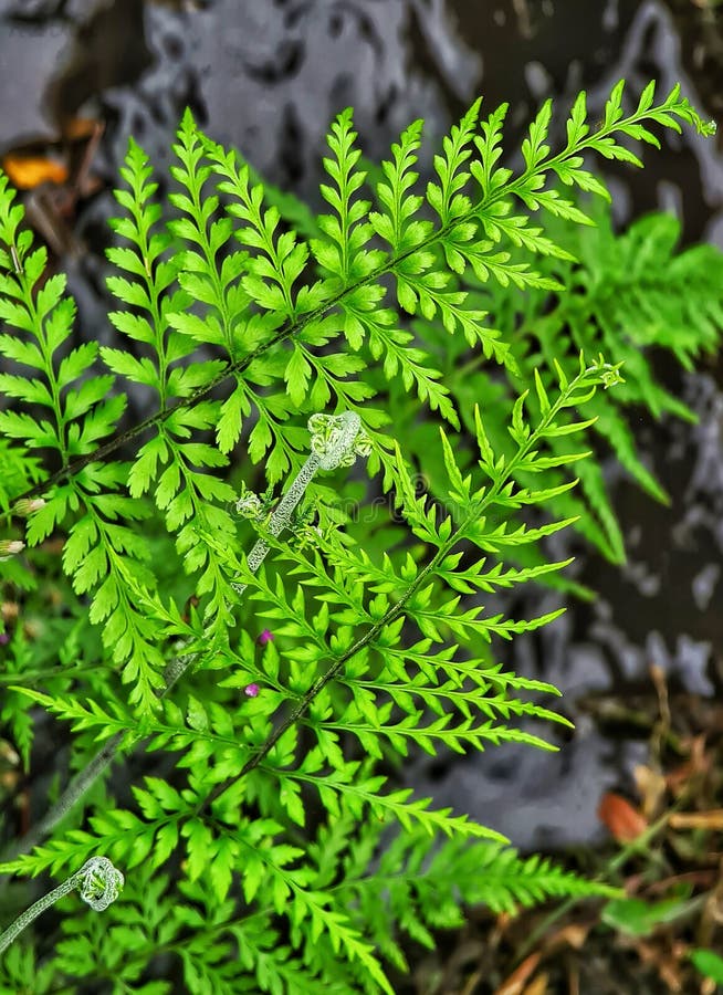 Green Fern Grass by the Side of the Ditch. Stock Photo - Image of ...