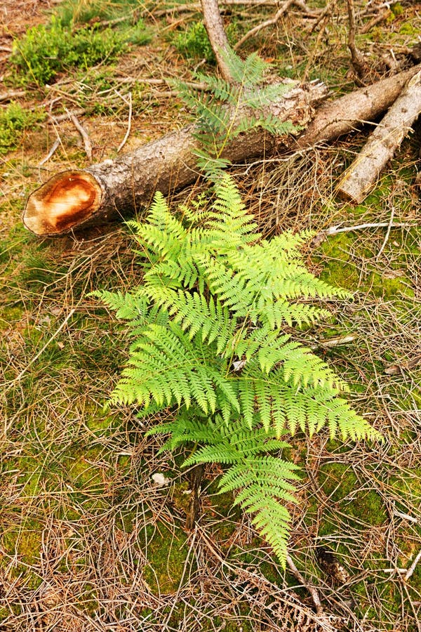 Fern stock photo. Image of branched, habitat, type, kind - 78606314